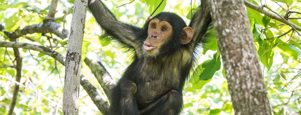 Uganda Primate Wildlife Safari Experience| Eco Africa Travel